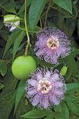 Maypop Jelly Recipe – Granny’s Front Porch